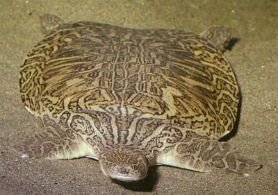 Reptile Research and Conservation Trust Of India: TURTLES Of INDIA