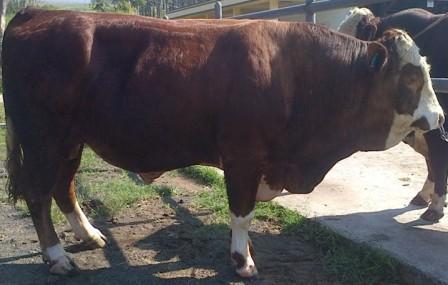 Kumpulan Foto dan Gambar Sapi Serta Ciri-cirinya - Ilmu Ternak