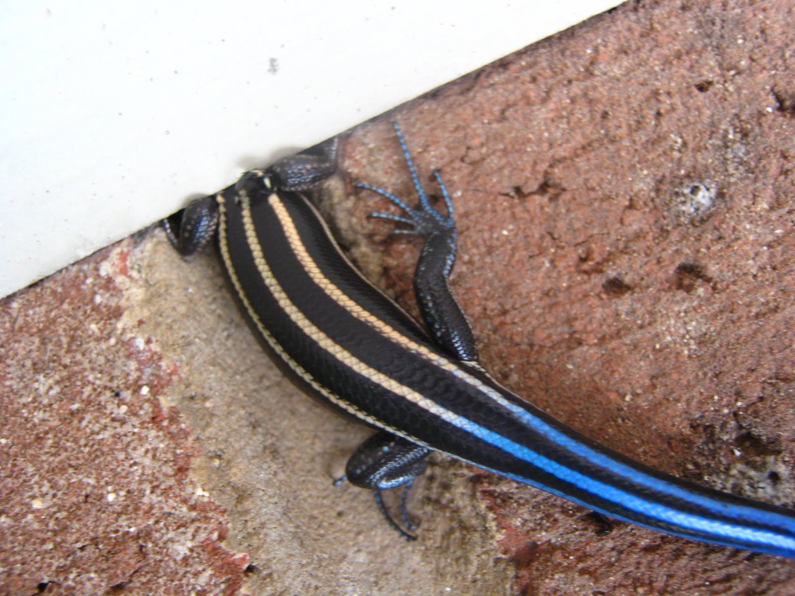 The Endangered Blue-Tailed Skink