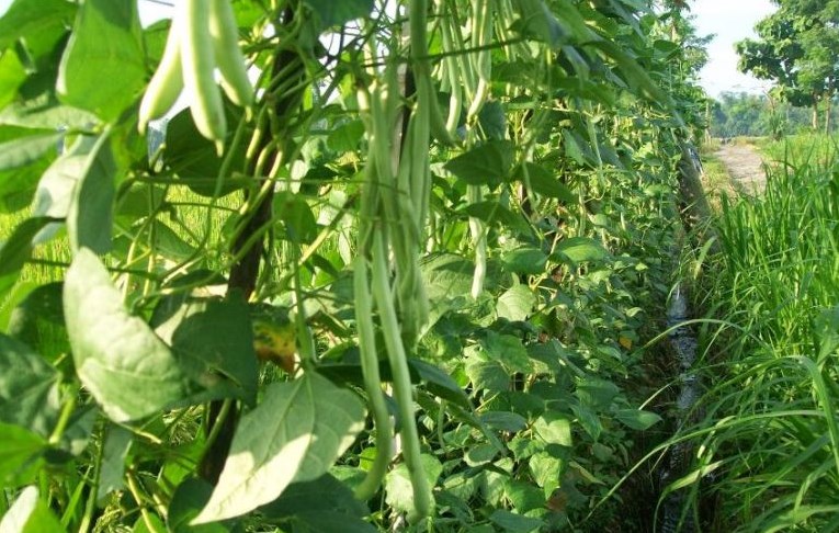 14 Types of Vegetables and Hydroponic Plants That You Can Try | Bible ...