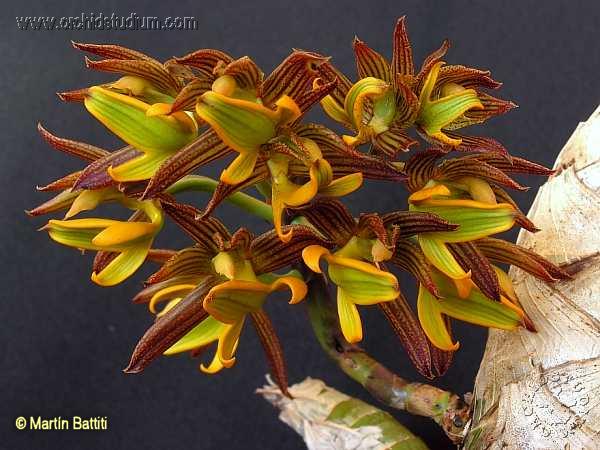 EXPOR ORQUIDEAS.COM: Clowesia - Mormode - Cycnoches