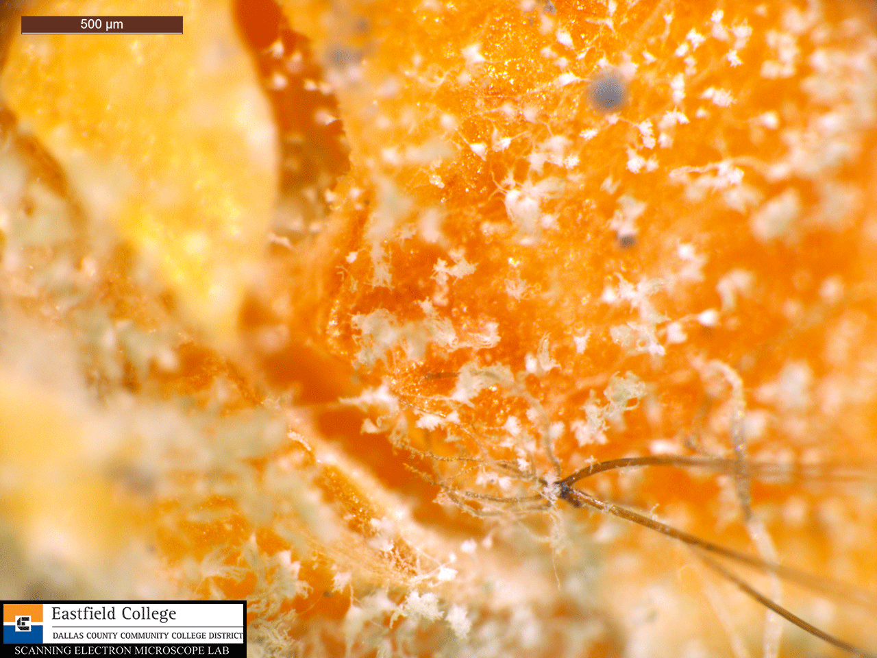 Scanning Electron Microscope Blog: April 2013