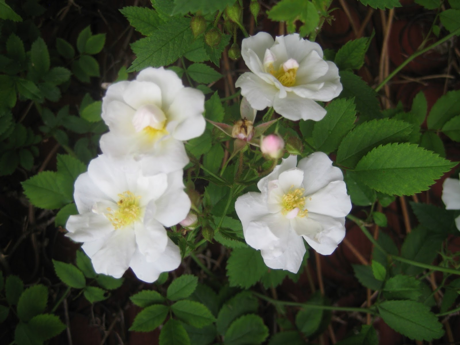 Metsätontun Ruusutarha: Ruusukuvia