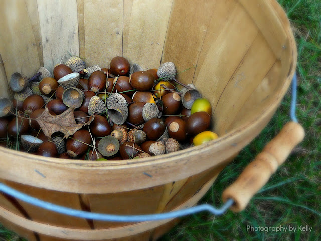 Living Life in PA: Season Of The Acorn