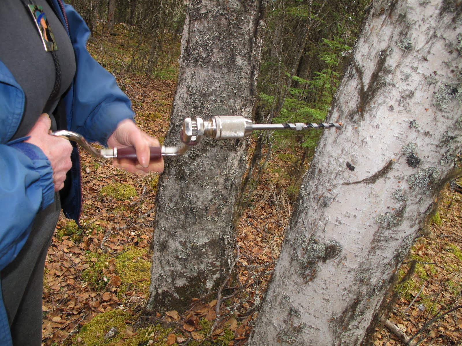 BASECAMP NIKISKI: ...tapping Kenai birch trees