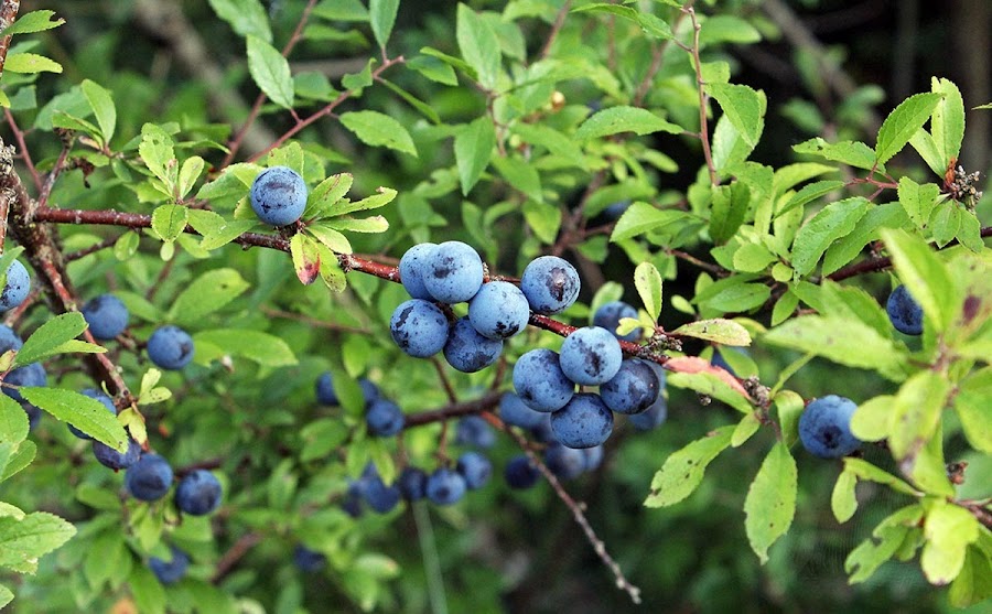 wcs: Caution, sloe berries