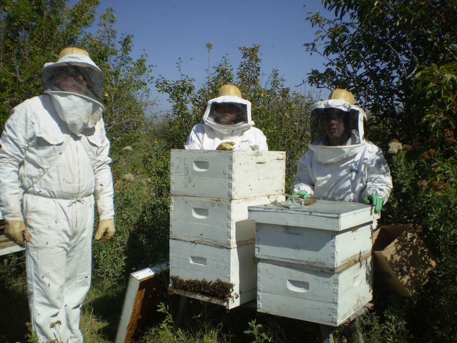 "El Chinital" online: Práctica de apiario - CURSO IDR - APIPUZZLE