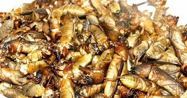 Its more FUN in the Philippines: Filipinos Exotic food are the Best