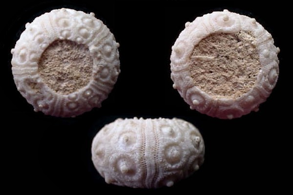 Escenarios prehistóricos: Cidaris