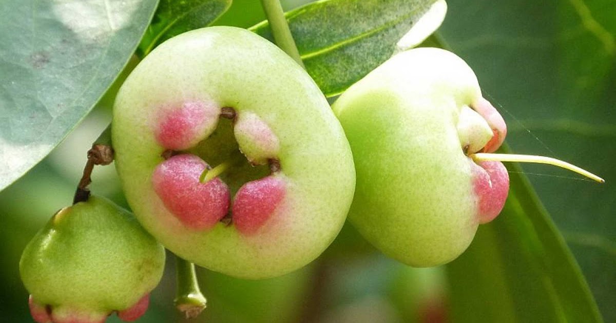 Medicinal Plants: Syzygium samarangense Jamrul, Chambekka, Java Apple ...