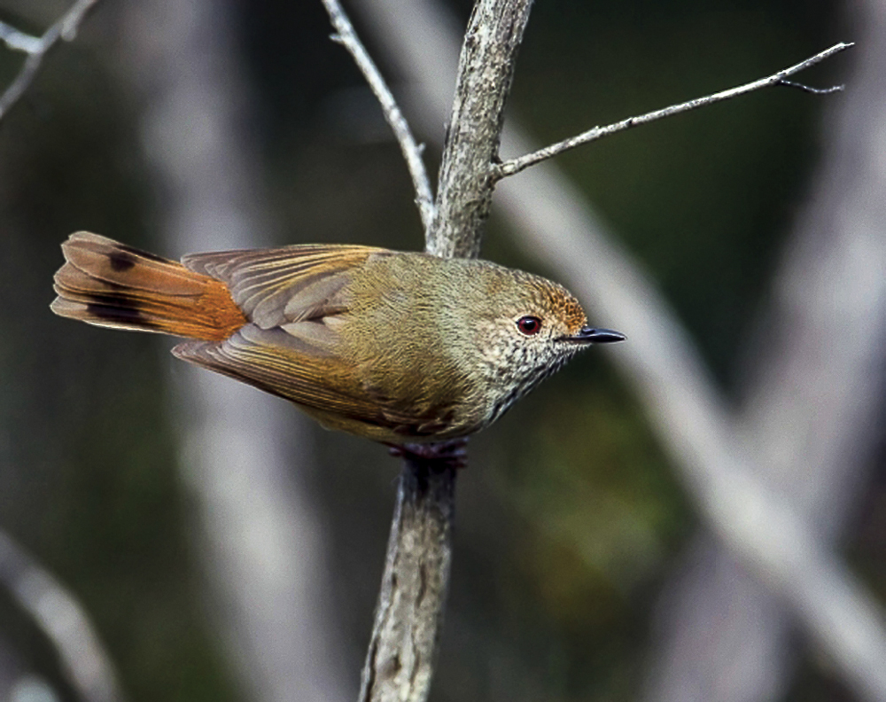 Real World Gardener: Yummy Figs and Pretty Little Brown Birds