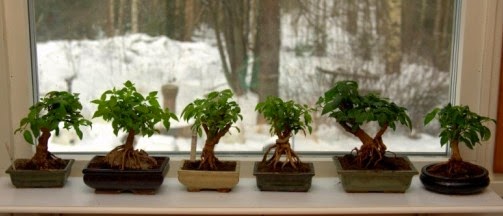 Panduan Cara Membuat Bonsai Cabe | -Petani TOP-