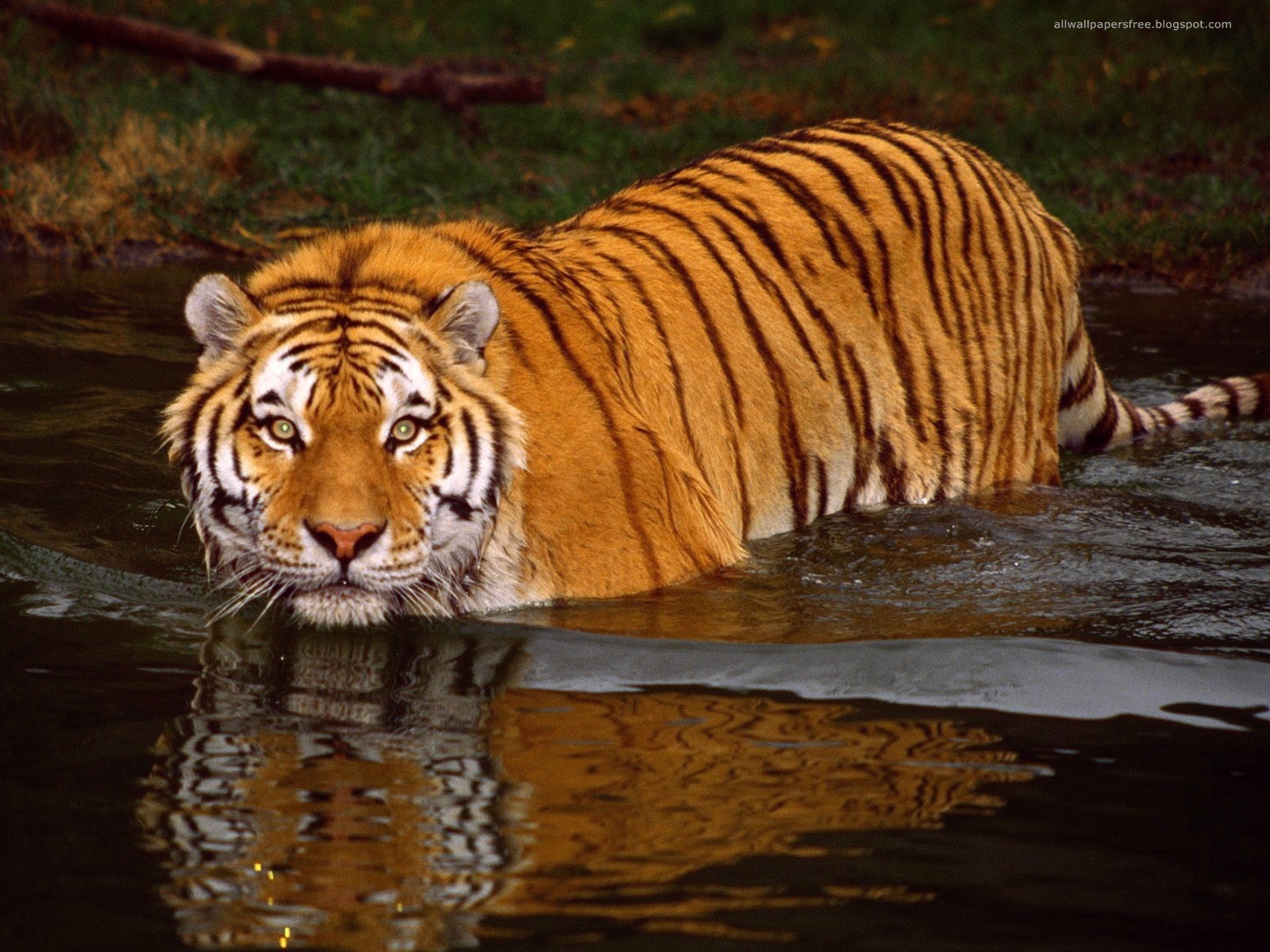 Best Hd Wallpapers collection: 60 Amazing Wildlife Predators HD Wallpapers