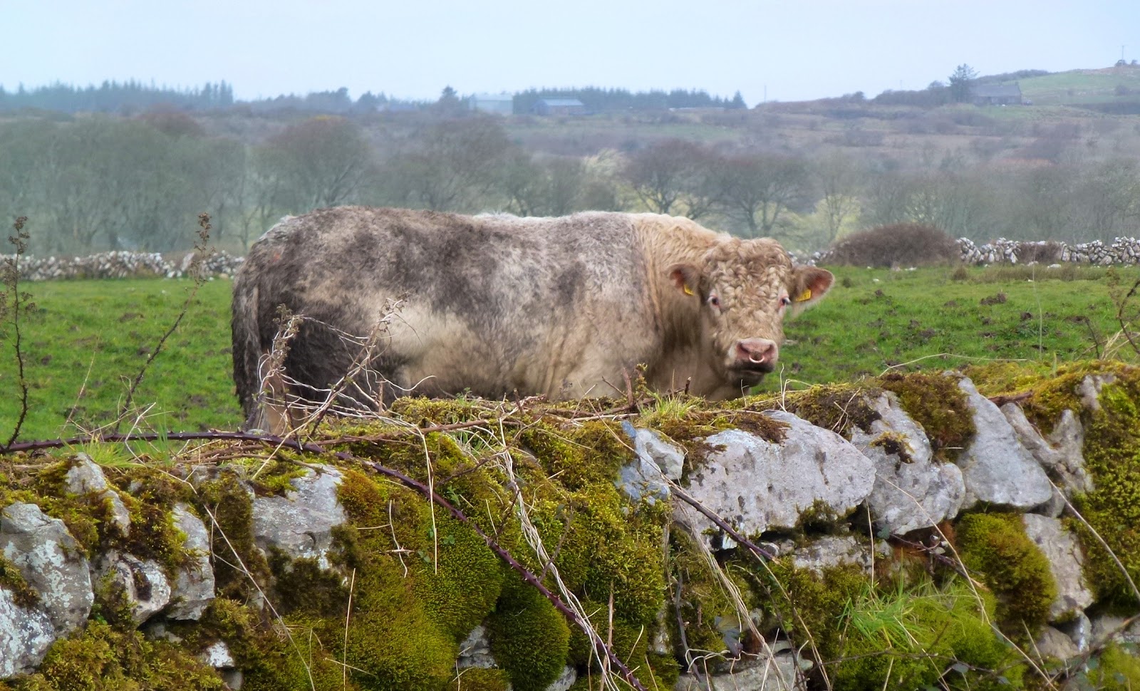 Paddy's Wagon: Colossal Cliffs & Breathtaking Burren