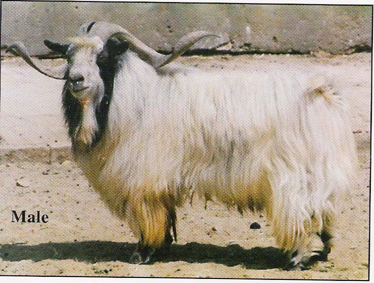 Dairy Farming: Indian Goat Images