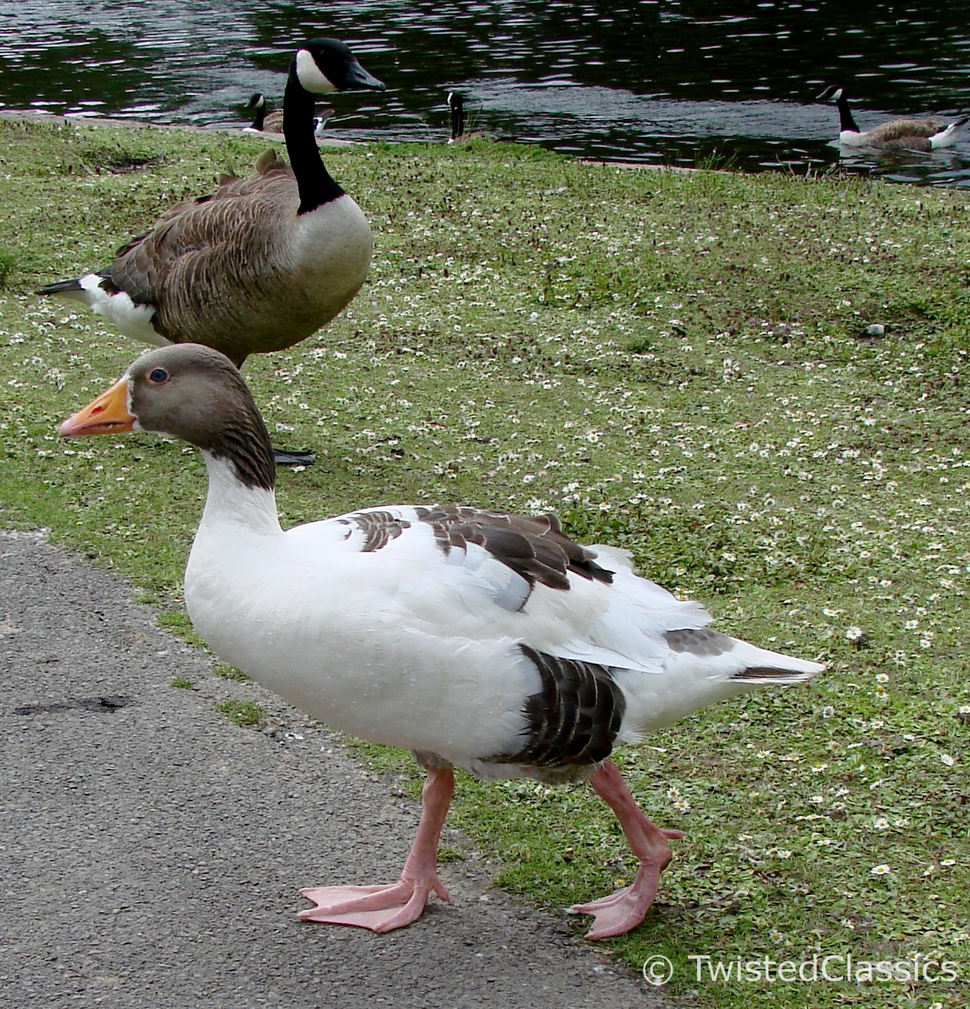 Birds and wildlife: Strange-looking white/brown goose