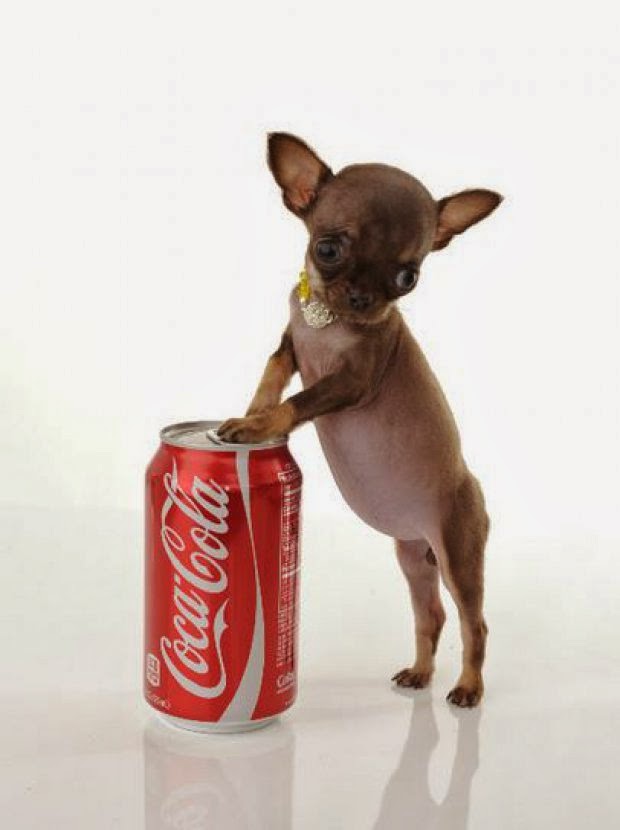 On je najmanji i najslađi pas na svijetu | Grunf