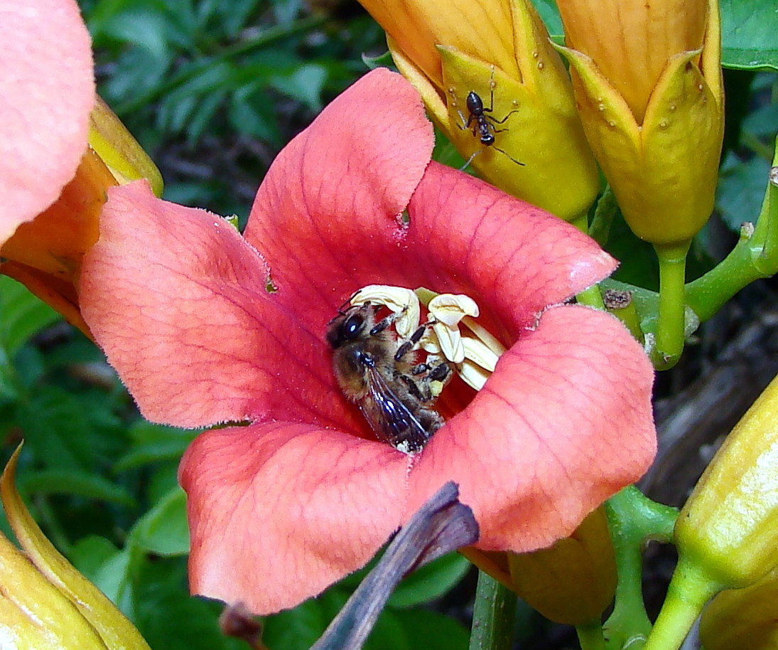 Taxonomía Arthropoda: Clase Insecta Orden Hymenoptera