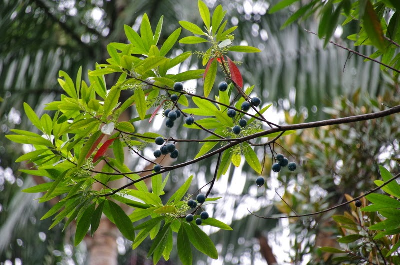 Trees and Plants: Blue Marble Tree (Elaeocarpus Angustifolius)
