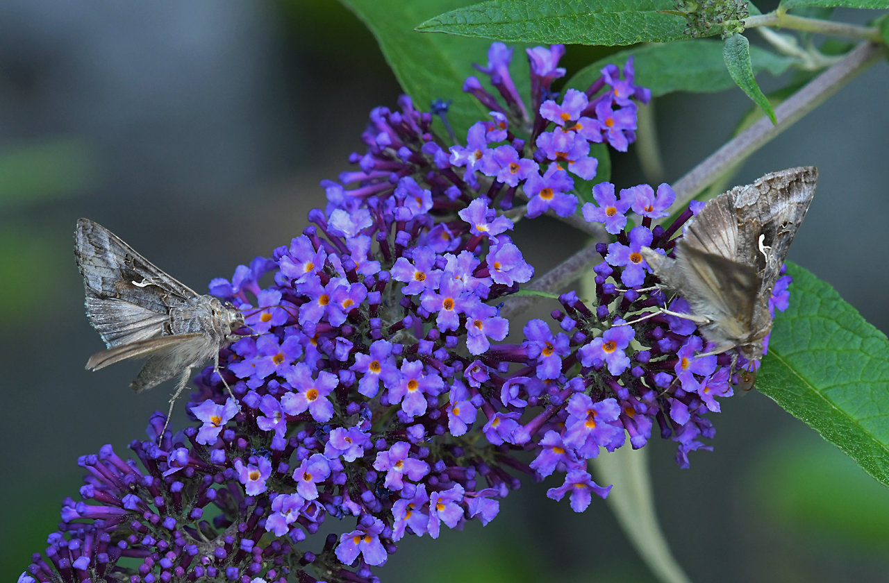 Jozef van der Heijden - Natuurfotografie: Boomblauwtje en Gamma-uil ...