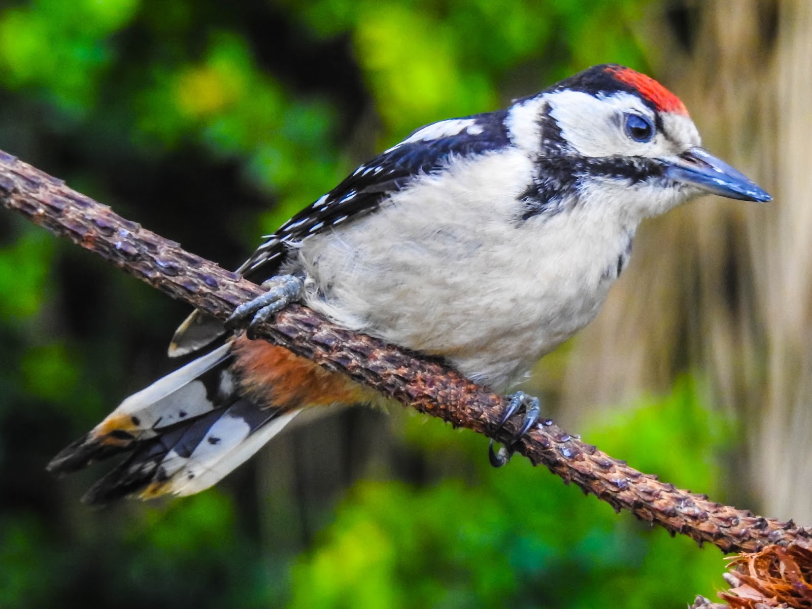 AVES DEL CIELO - BIRDS OF HEAVEN: Pico picapinos (Dendrocopos major ...