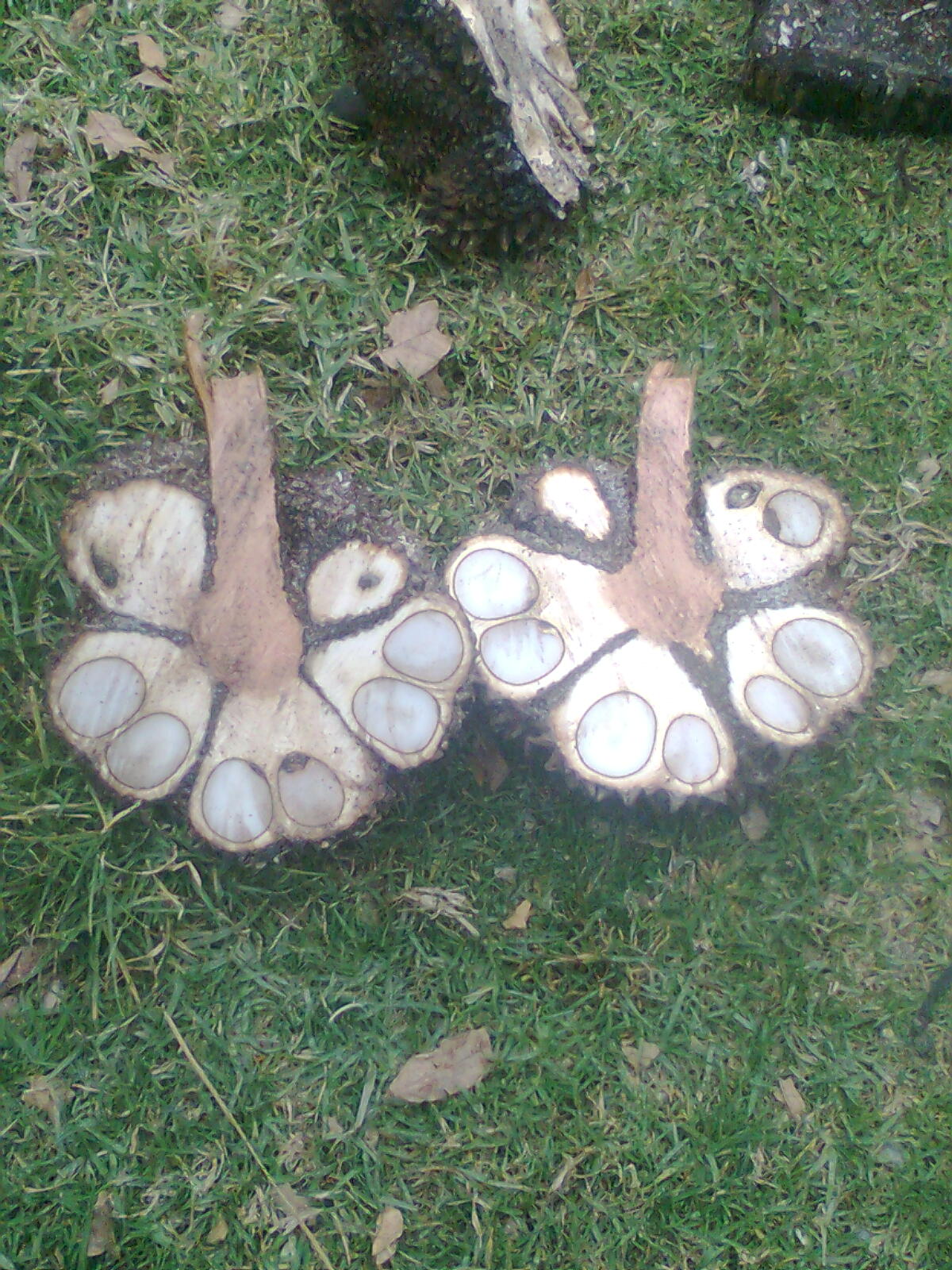 TALLER EN TAGUA EL AJEDREZ: PALMA DE TAGUA