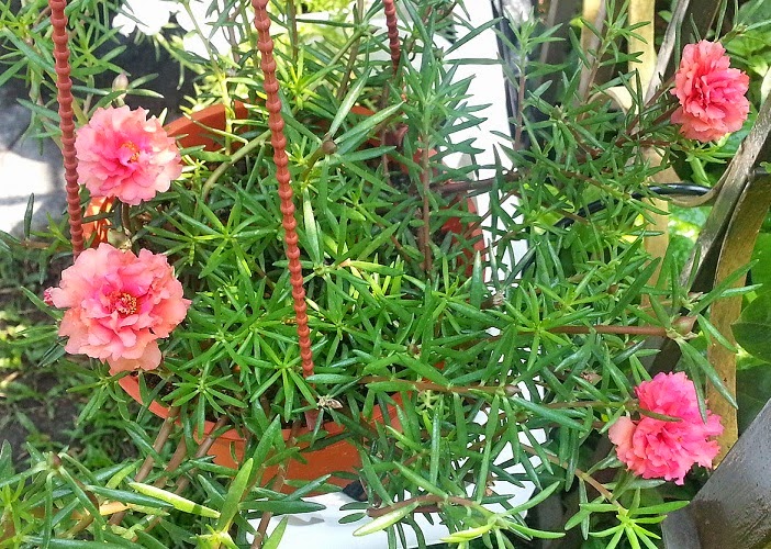 Semua Menjadi: Menikmati Keindahan Kembang Sepuluh Pagi