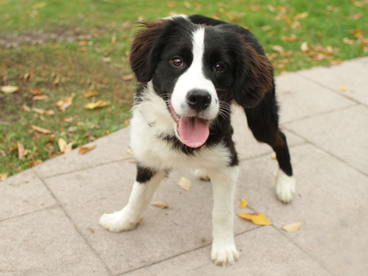 Bernese Mountain Dog mix pups