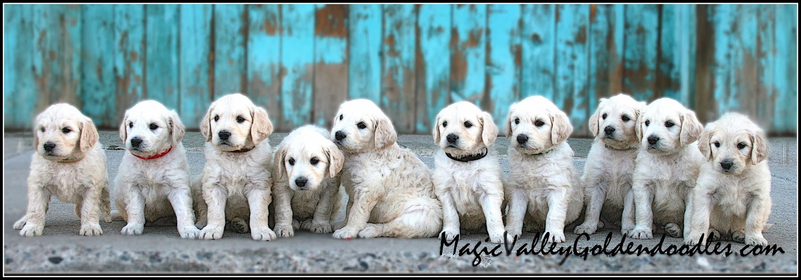 the Hatch Family: How to photograph puppies