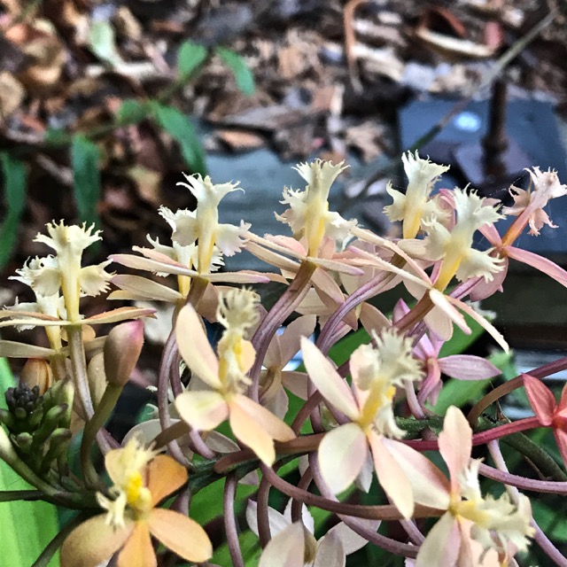 Rustnstuff: Mainly about moisture and crucifix orchids