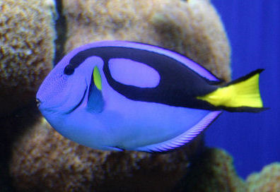 aquabane: Blue Tang Dory