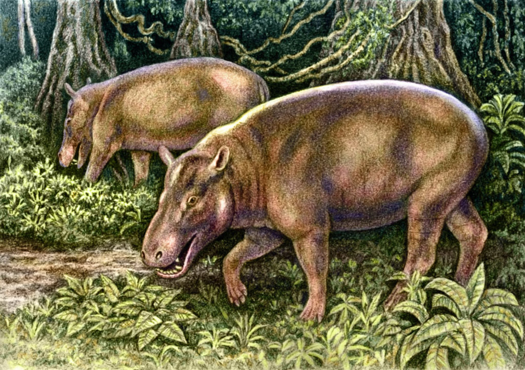 Variety of Life: Ruminantiamorpha