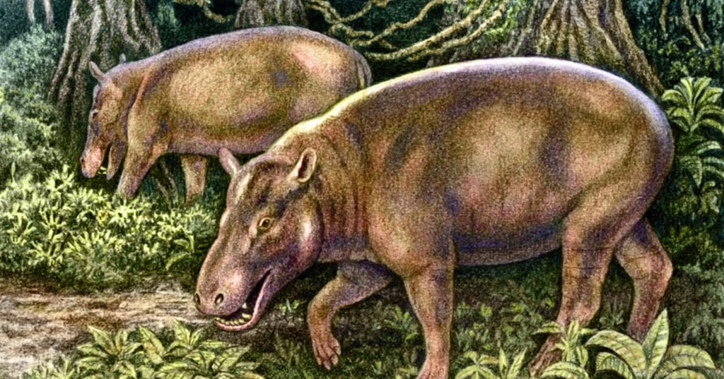 Variety of Life: Ruminantiamorpha