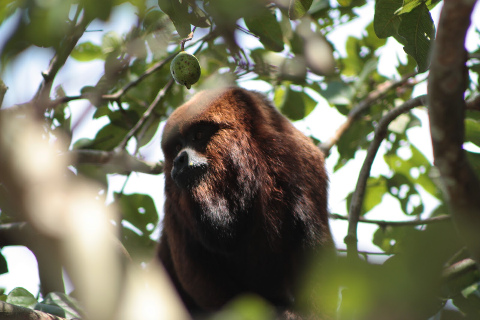 Reserva Natural Luz do Sol: Bugios, alguns dos habitantes da reserva ...