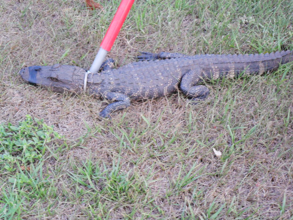 Cottage Creative Living by Egretta Wells: Oh My! Alligator in the Yard!!!