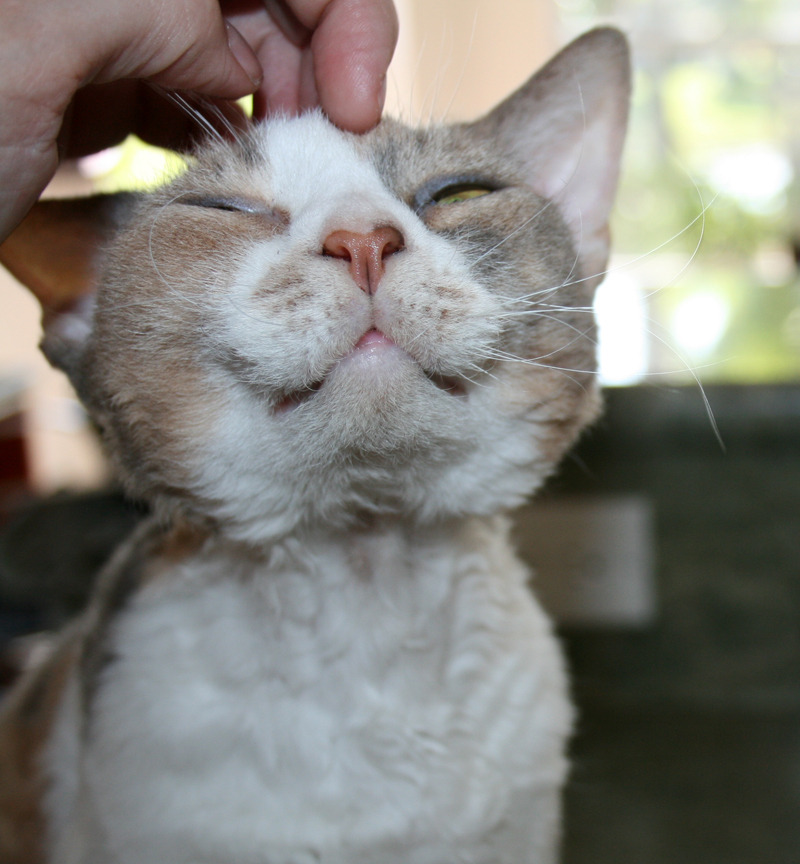 Daisy the Curly Cat: My Scritching Style