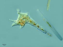 " Todo Parasitos ": ¿Que son los parásitos?