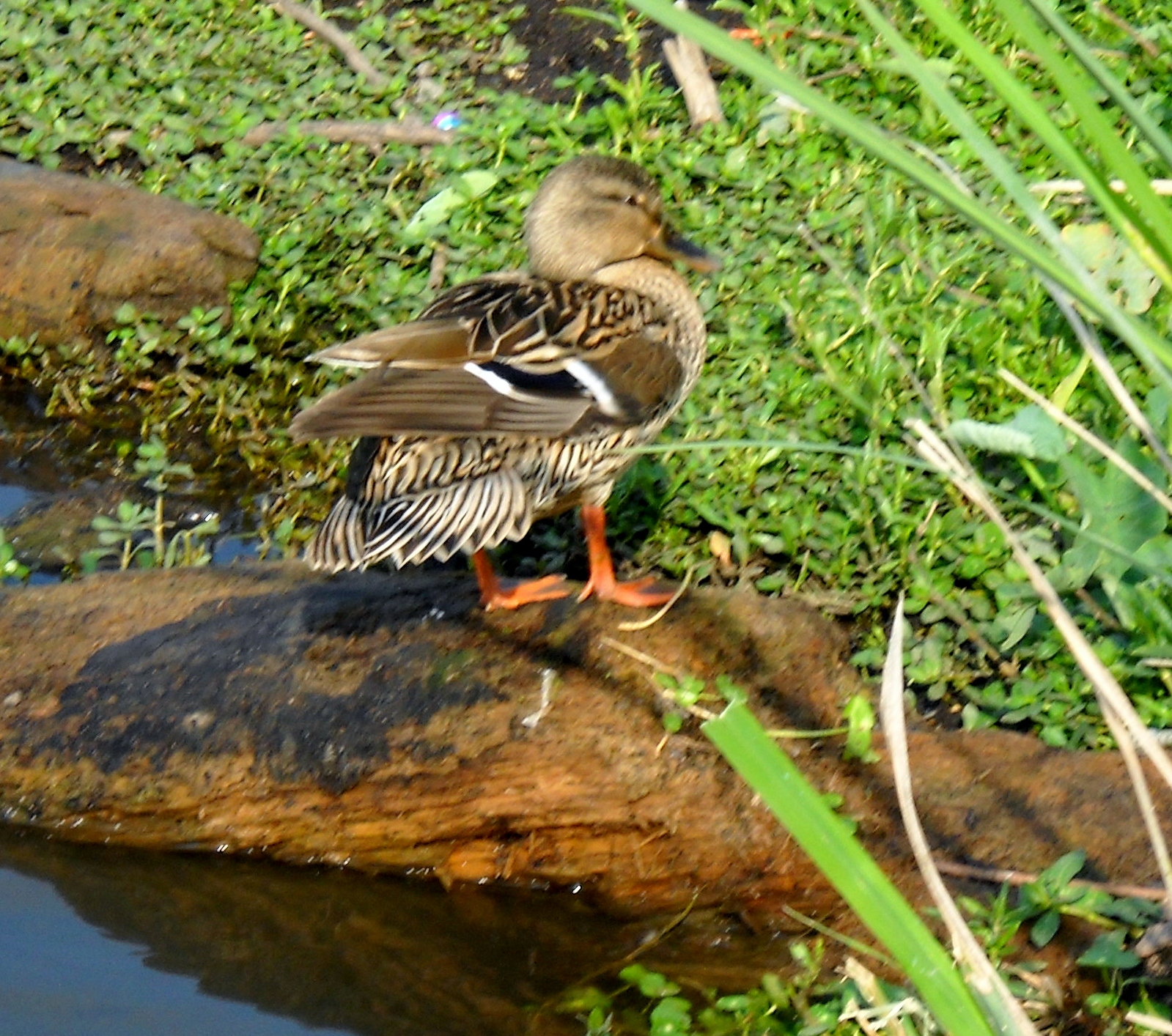 White Rock Lake, Dallas, Texas: Preening Mallard Duck at Sunset Bay ...