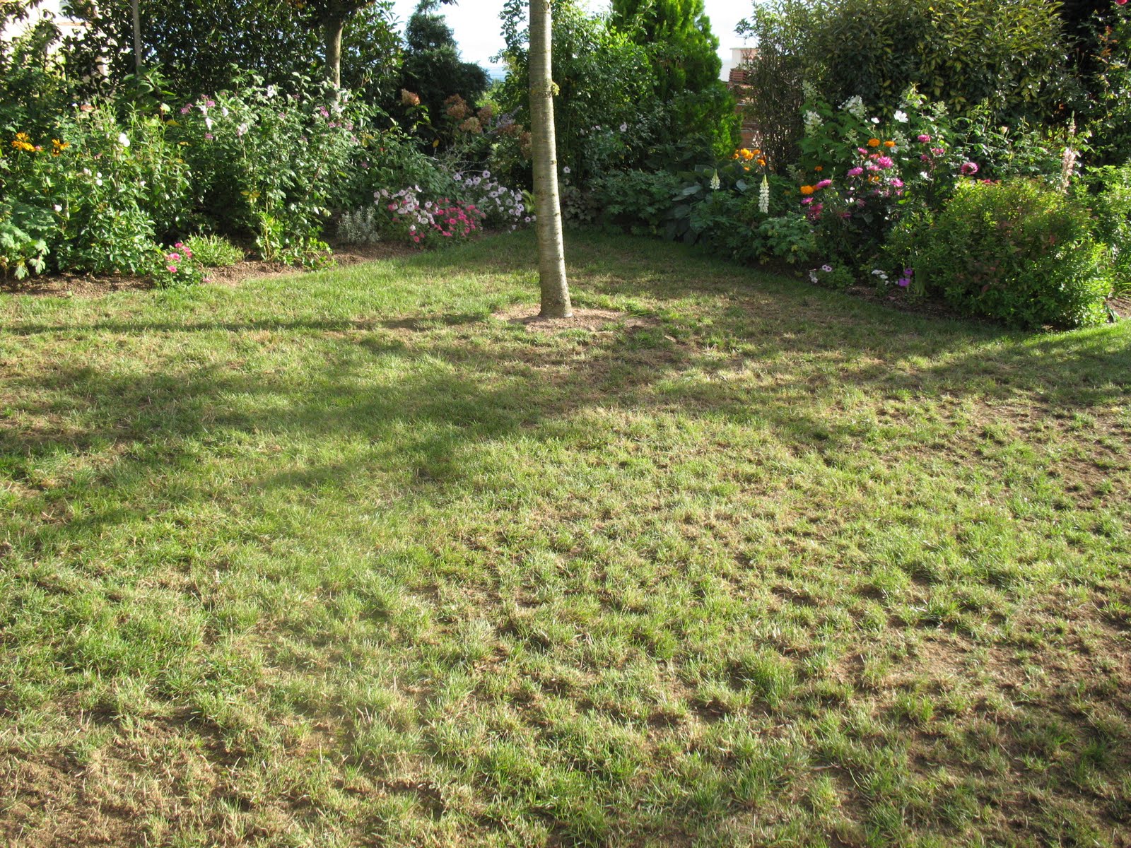Roses du jardin Chêneland: Scarification de la pelouse