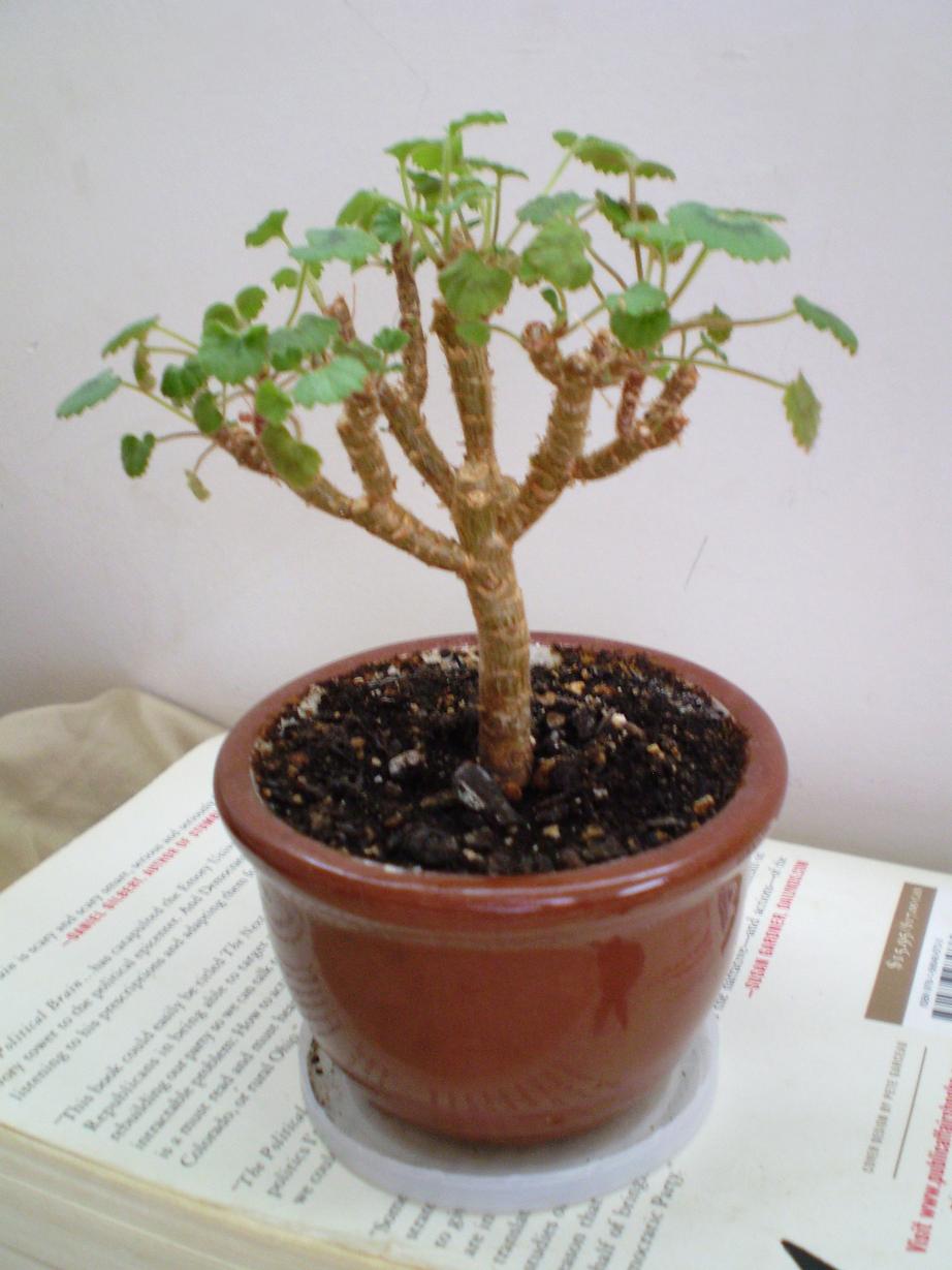 Green Jean: mini geraniums