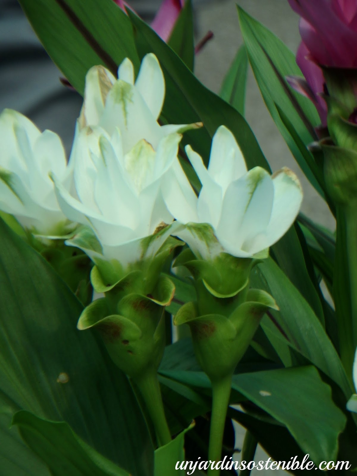 Cúrcuma amada (Cúrcuma, Tulipán de verano etc.)