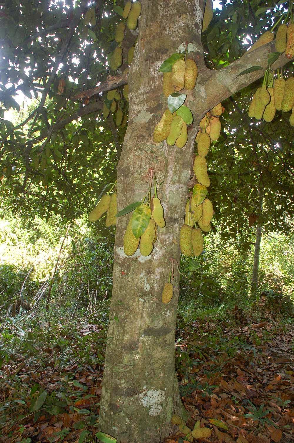 North Borneo - Sabah - East Malaysia - Month of August - Lot of ...