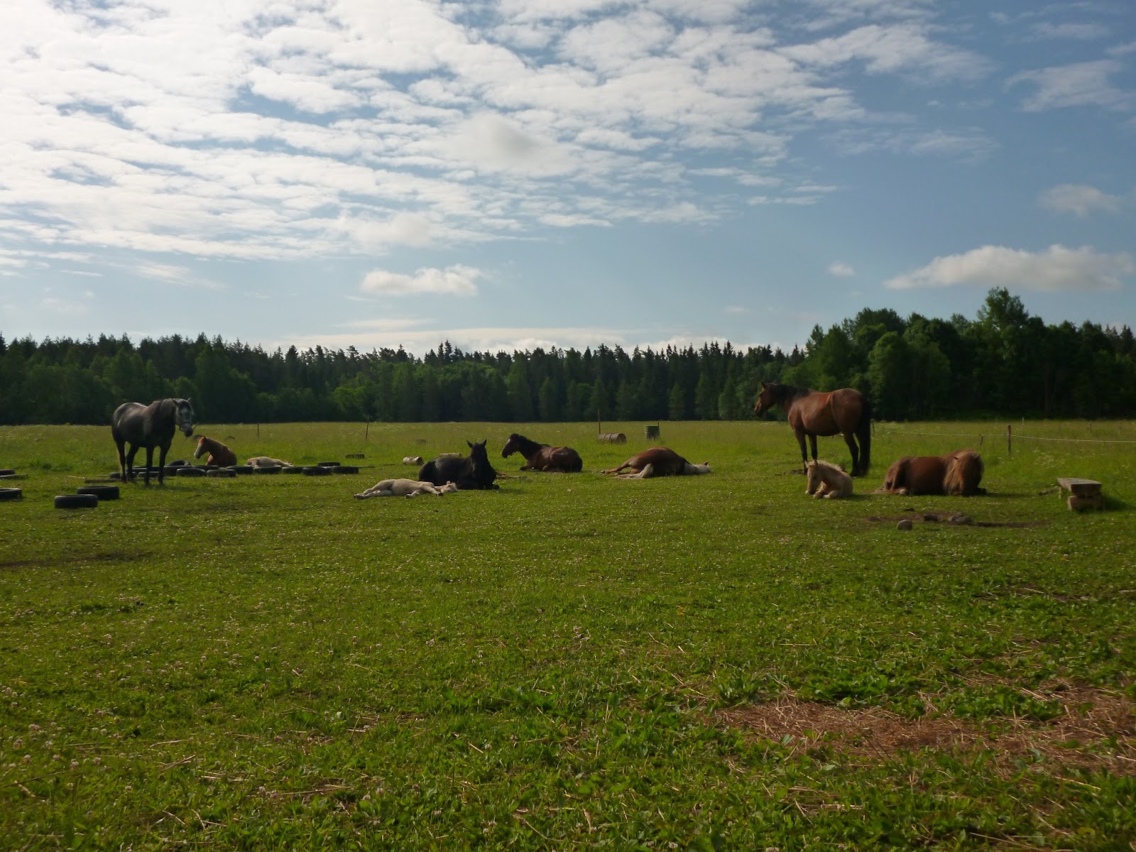 Elupuutalu Ratsamatkad MTÜ