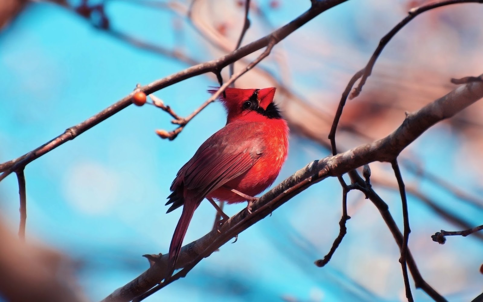 The Attractive Northern Cardinals birds