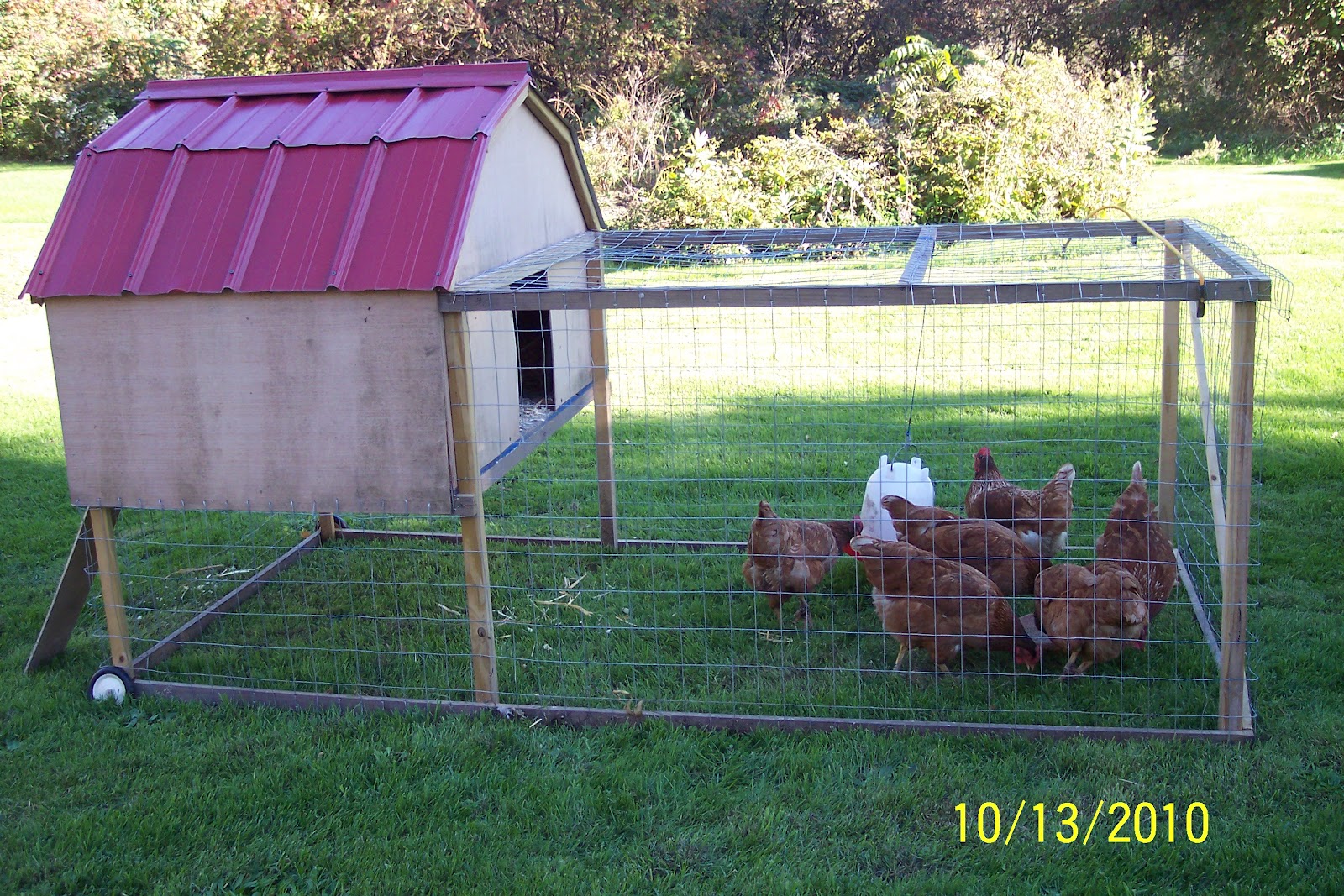 My Special Homestead - Getting Back to Basics: Free Ranging Chickens ...