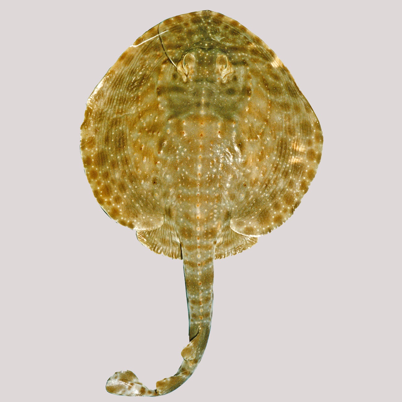 Species New to Science: [Ichthyology • 2016] Zanobatus maculatus • A ...