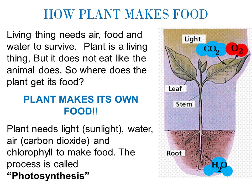 P3 Science: Plants