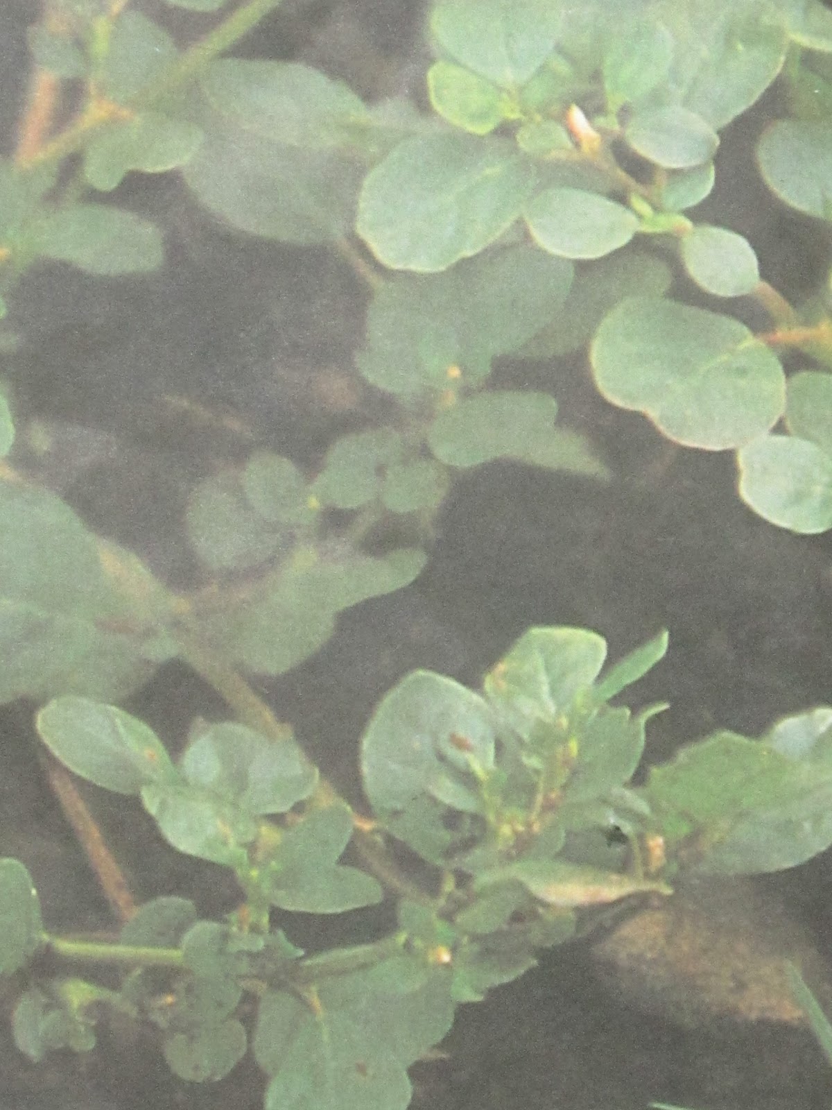 herbal leaves, herbal medicine plants and treatments: Purslane, Alusiman
