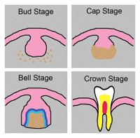 Embriologia Buco-dental: Odontogénesis