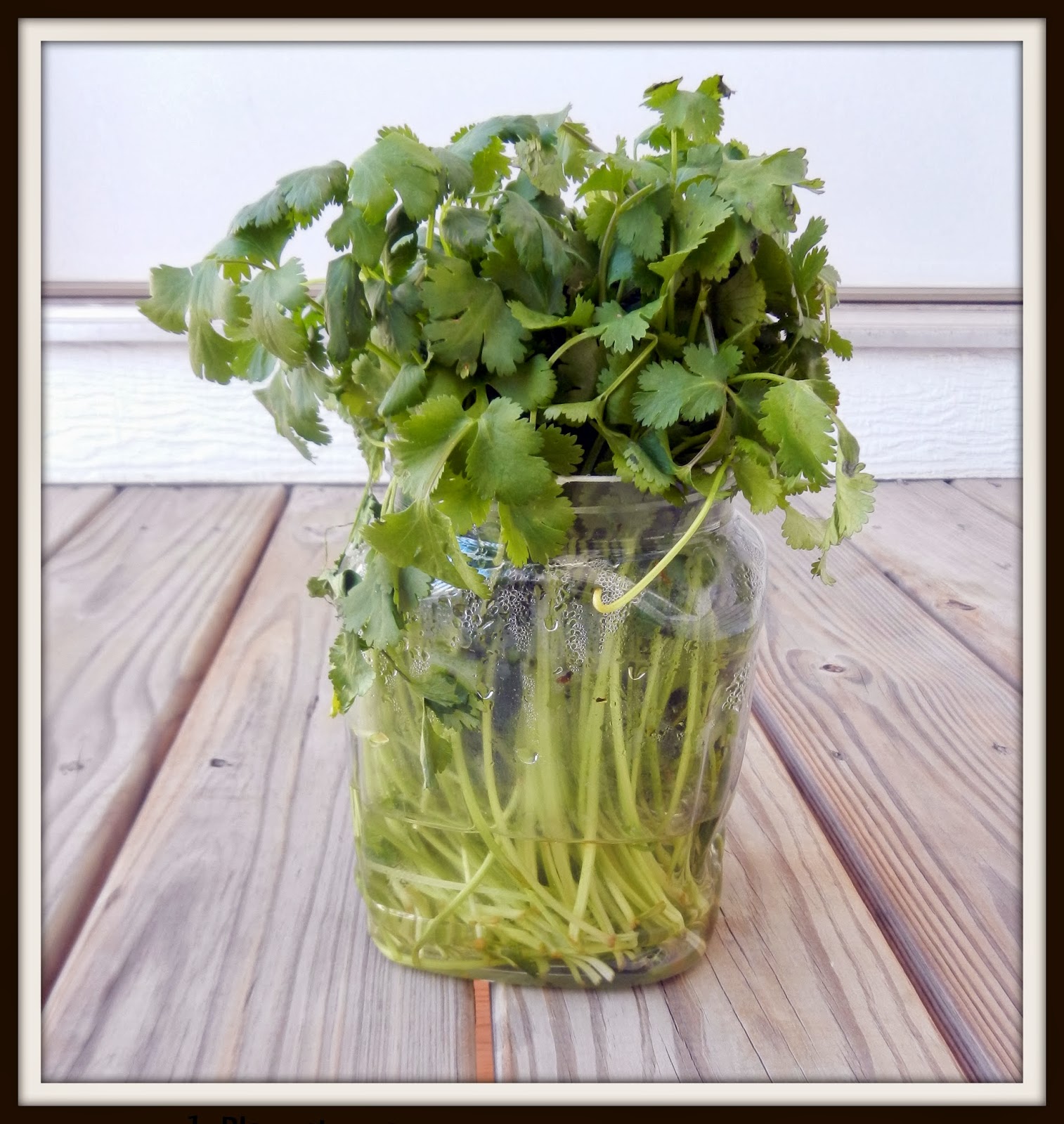 A Kaleidoscopic Dream : Cilantro/Coriander storage